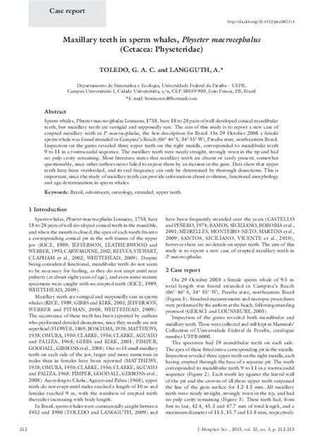 Pdf Maxillary Teeth In Sperm Whales Physeter Macrocephalus Cetacea