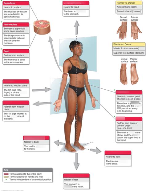 Intro To Anatomy Image Diagram Quizlet