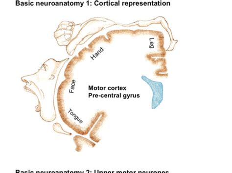 Dr Clarke Essential Med Neurology Flashcards Quizlet