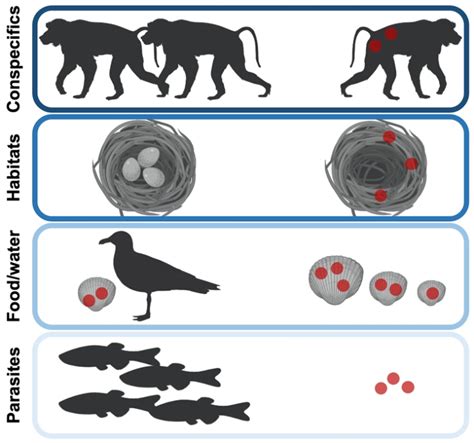 3 Schematic Examples Of Main Download Scientific Diagram