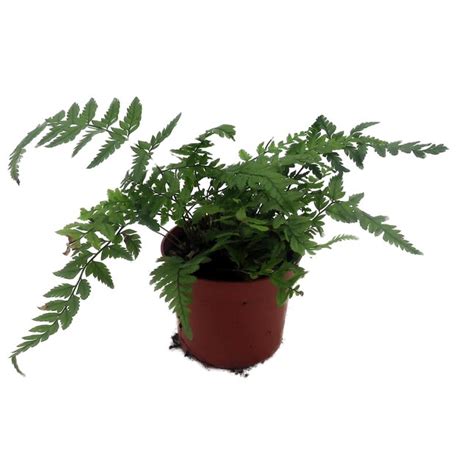 Hirts Gardens Rare Korean Rock Fern Polystichum Tsussimense Indoors Or Out 25 Inch Pot