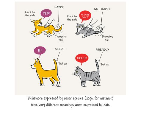 Kitty Language An Illustrated Guide To Understanding Your Cat