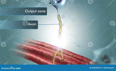 A Neuron Has Three Main Parts Dendrites An Axon And A Cell Body Or Soma Stock Illustration