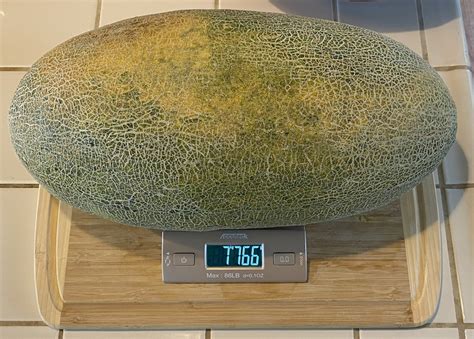 Gardening Afghan Green Melon