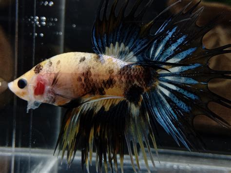 Zain Betta Crowntail Yellow Black Koi Galaxy Betta Fish