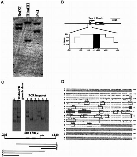 Mapping Of High Affinity Trrxr Binding Sites In The Thbzip A And B