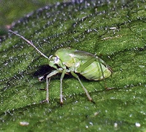 Capsid Bug