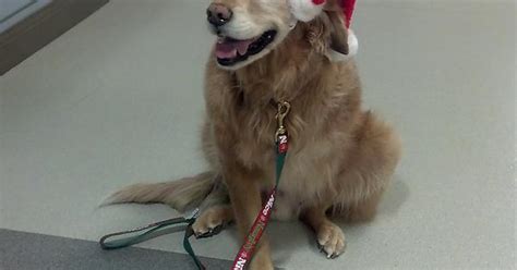 Another Three Legged Goldenthis One Is A Therapy Dog Imgur