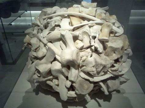 Complete Whale Skeleton Scottish National Museum Objects Whale