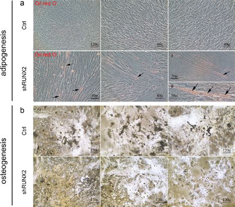 Effects Of Runx2 Knock Down In Human C3 Mscs Differentiation A Oil Effects Of Runx2 Knock Down In Human C3 Mscs Differentiation A Oil