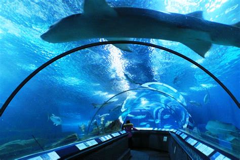 上海海洋水族館 場所詳情 上海市文旅推廣網 上海市文化和旅遊局 提供專業文化和旅遊及會展資訊資訊