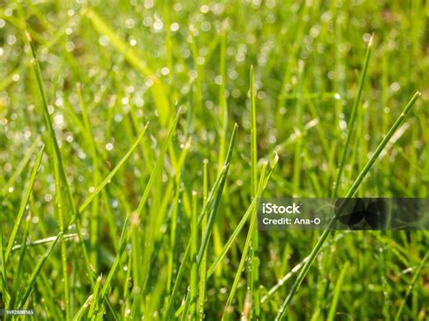 물방울과 함께 신선한 여름 잔디입니다 무성한 풀잎에 이슬 방울이 맺혀 있습니다 아침 햇살에 물방울이 맺힌 초원에 육즙이 많은 무성한 푸른 잔디 0명에 대한 스톡 사진 및