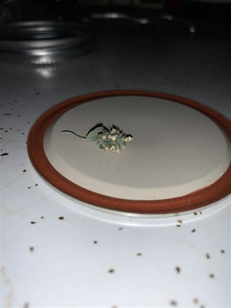 Is This Bee Balm Or Catnip R Species