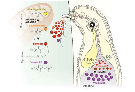 A Model For The Trans Kingdom Synthesis Of Vitamin B5 Left Plant