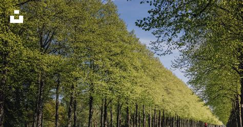 나무가 늘어선 길과 그 길을 걷는 사람 사진 Unsplash의 무료 자연 이미지