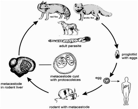 The Life Cycle Of Echinococcus Multilocularis Man Is Infected As An