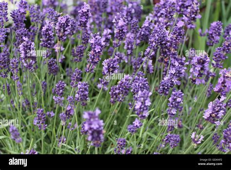 English Lavender Plant Lavandula Angustifolia Hardy Purple Flower
