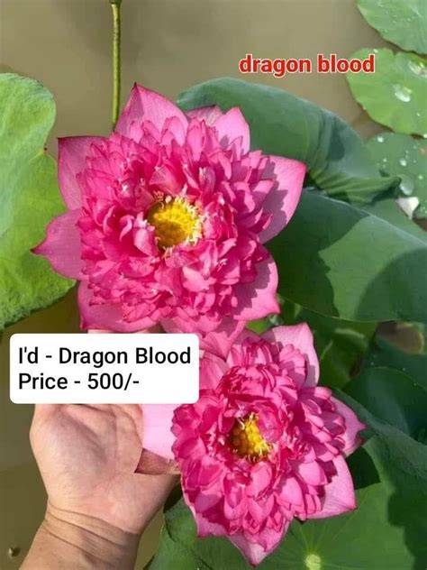 বৃক্ষ বাজার 🌿 Plants Glamour World সেলপোস্ট