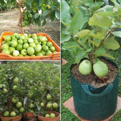Strawberry Guava Tree Container