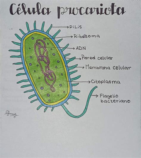 Apuntes Notas Biología Celula Study Cell Membrane Cell Wall