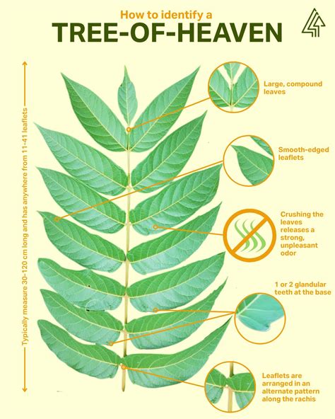Identifying The Invasive Tree Of Heaven Key Features And Smell