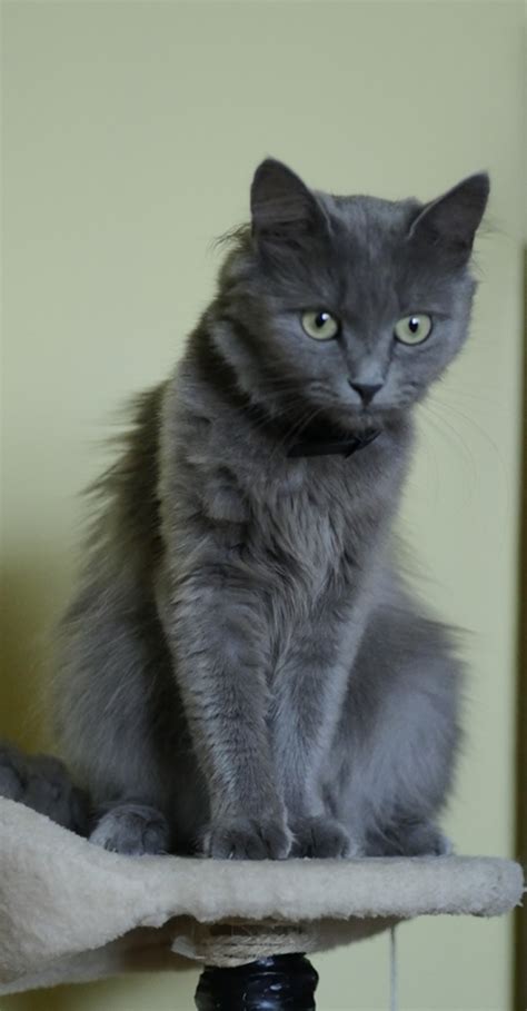 Подарявам коте британка