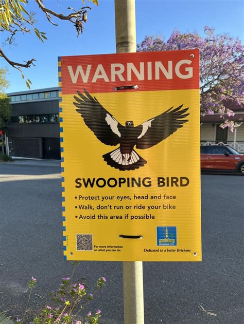 Sign Warning Of Swooping Birds In Australia R Viral Trends