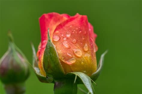 Rose Bud Blossom Free Photo On Pixabay Pixabay