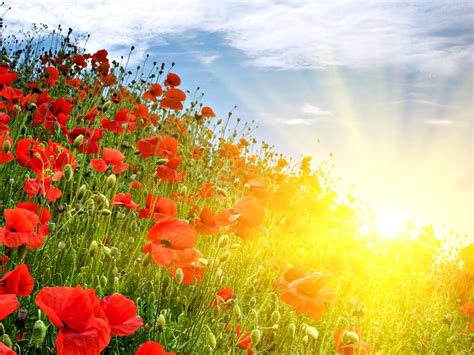 Poppy Field Wallpapers Wallpaper Cave