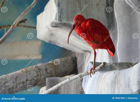 Scarlet Ibis Eudocimus Ruber National Bird Of Trinidad Stock Image