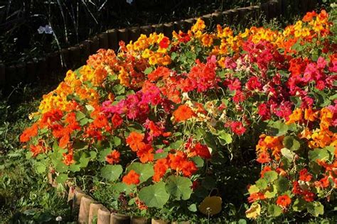 15 Of The Best Nasturtium Varieties Gardeners Path
