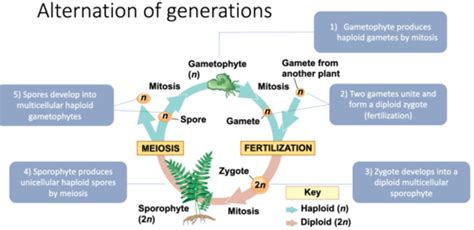 Lecture 9 Plant Diversity And Evolution Flashcards Quizlet