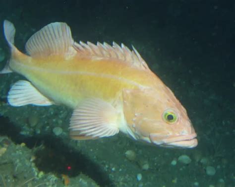 Yelloweye Rockfish Facts Diet Habitat And Pictures On Animaliabio