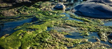 Phosphate In Water Everything You Need To Know
