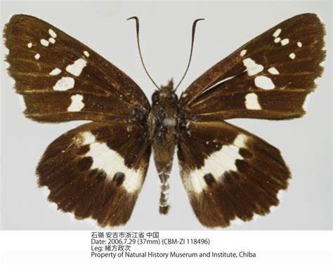 Daimio Tethys Menetries 1857 ダイミョウセセリ