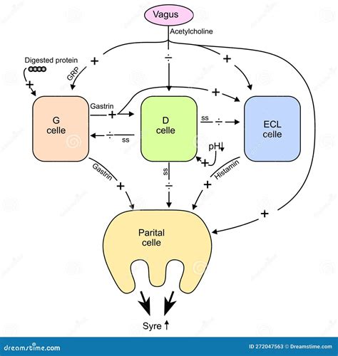 Vagus G D Ecl Parietal Cells Acid Secretion Gastric Function The