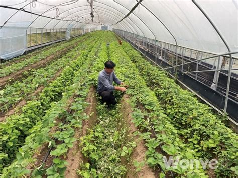 딸기 양액과 토경 동시 재배 맛도 그만큼 달아 월간원예