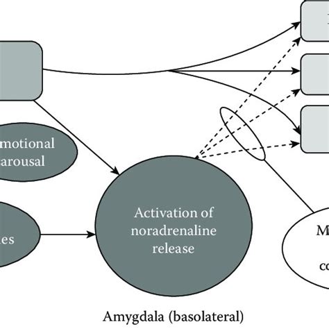 2 Atkinson And Shiffrin Memory Model From Atkinson R C And Download Scientific Diagram