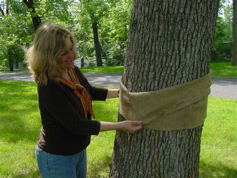 Making A Burlap Barrier Band Trap Spongy Moth In Wisconsin