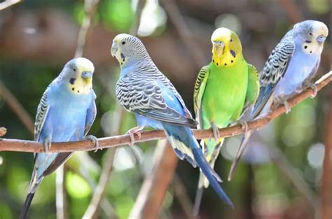 Cockatiel And Budgie Hybrid Can Budgies And Cockatiel Mate
