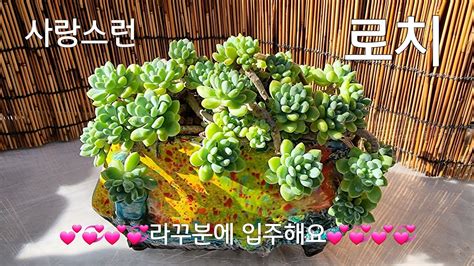 릴레이💓무료나눔💓 4분께 5키로 향원이네 다육전용토 드려요 많은 참여 부탁 드릴께요 중복당첨은 다음분께 양보 해주세요💕💞💕💕향원이네다육 010~6828~3188