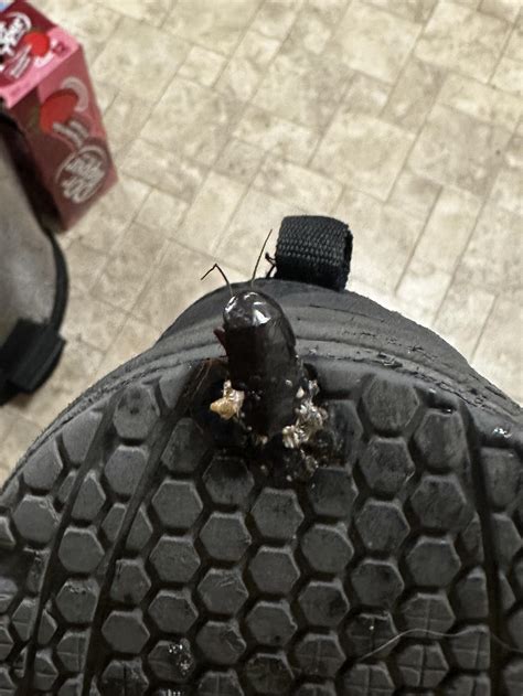 I Know This Is A Cockroach But Im Not Sure What Kind R Whatsthisbug