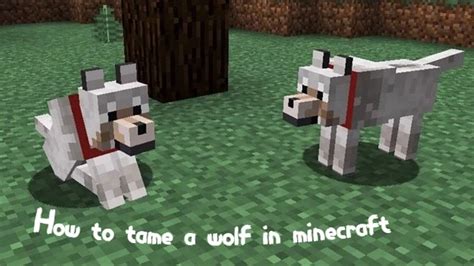 How To Tame A Wolf In Minecraft