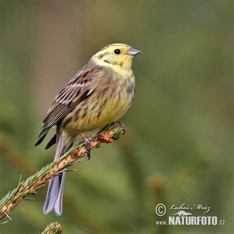 Emberiza Citrinella Pictures Yellowhammer Images Nature Wildlife