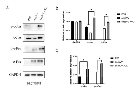 Oncovv Avl Significantly Enhanced The Production Of C Jun C Fos And Download Scientific