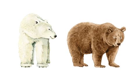 흰색과 갈색 곰 수채화 그림이 흰색 배경에 격리되어 있습니다 수채화에 대한 스톡 벡터 아트 및 기타 이미지 수채화 북극 지방 큰곰 Istock