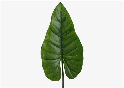 Roca Elephant Ear Leaf Stem Urban Barn