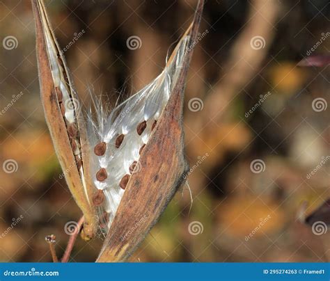 Swamp Milkweed Seed Pods Late October Stock Image Image Of Botanical