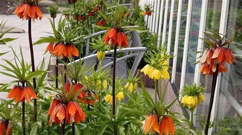 Квіти цибулини яких потрібно посадити восени