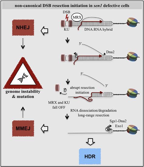 A Model For Dsb Resection Initiation In The Context Of Dnarna Hybrids